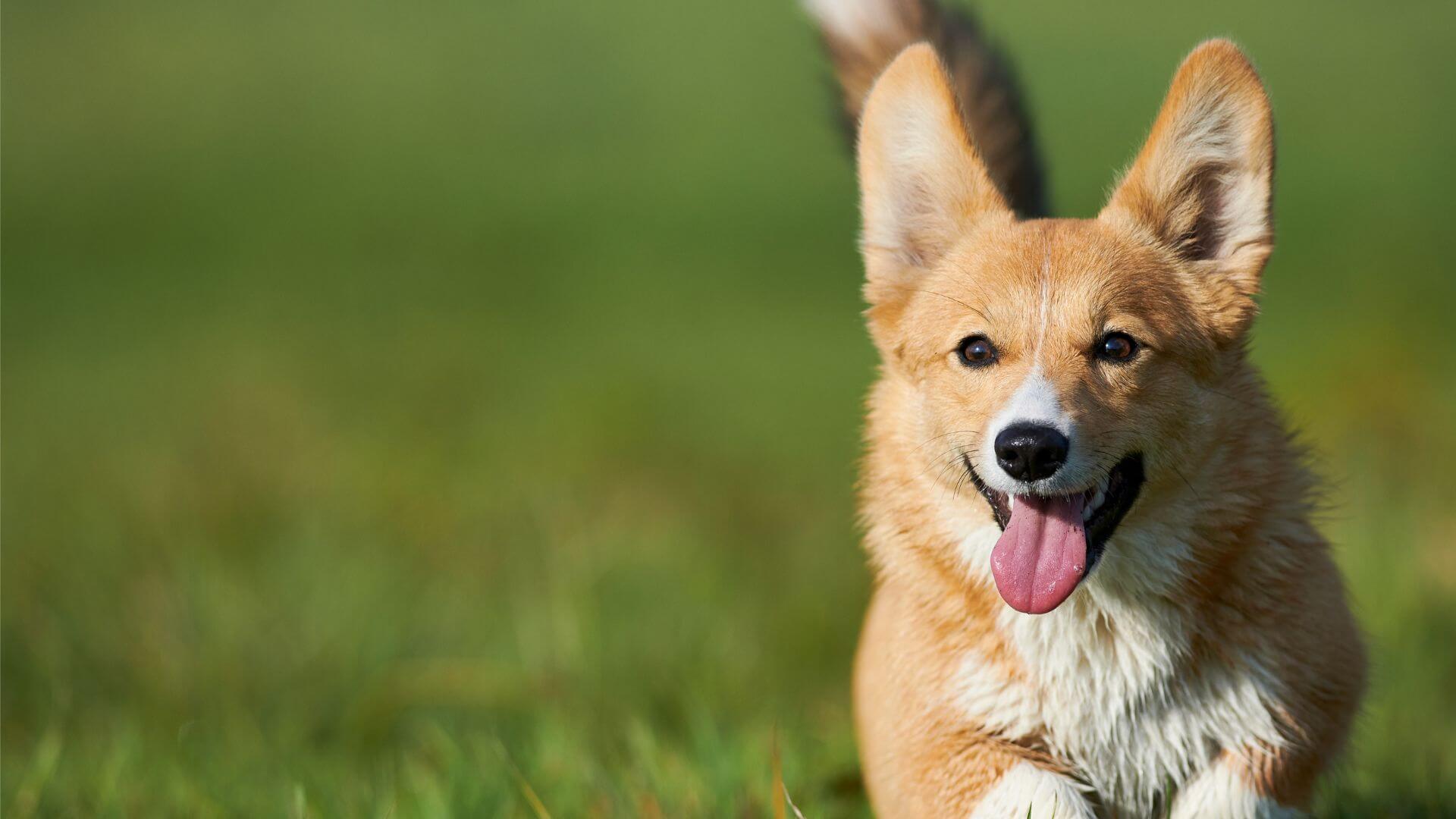 AAHA Accredited, Pet Friendly! | Wellington Veterinary Hospital